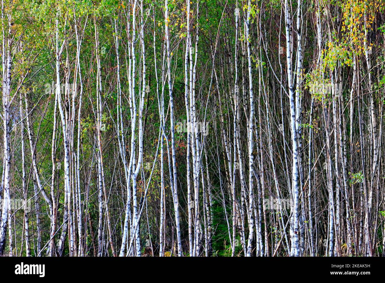 common birch, silver birch, European white birch, white birch (Betula ...