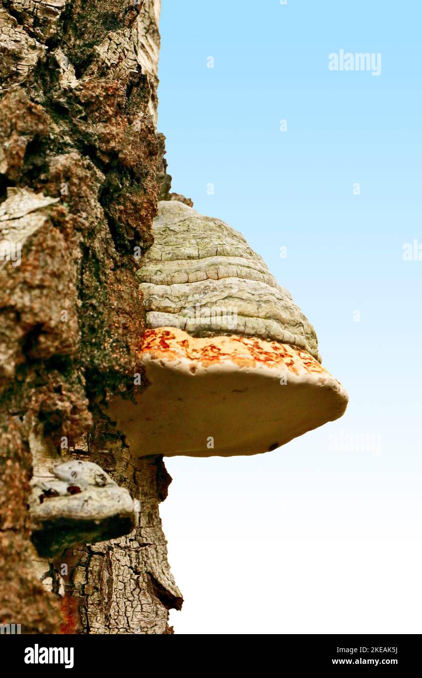 Birch conk fungus hi-res stock photography and images - Alamy