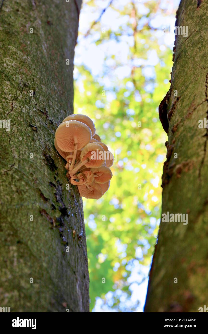 porcelain fungus (Oudemansiella mucida, Mucidula mucida), fruiting ...