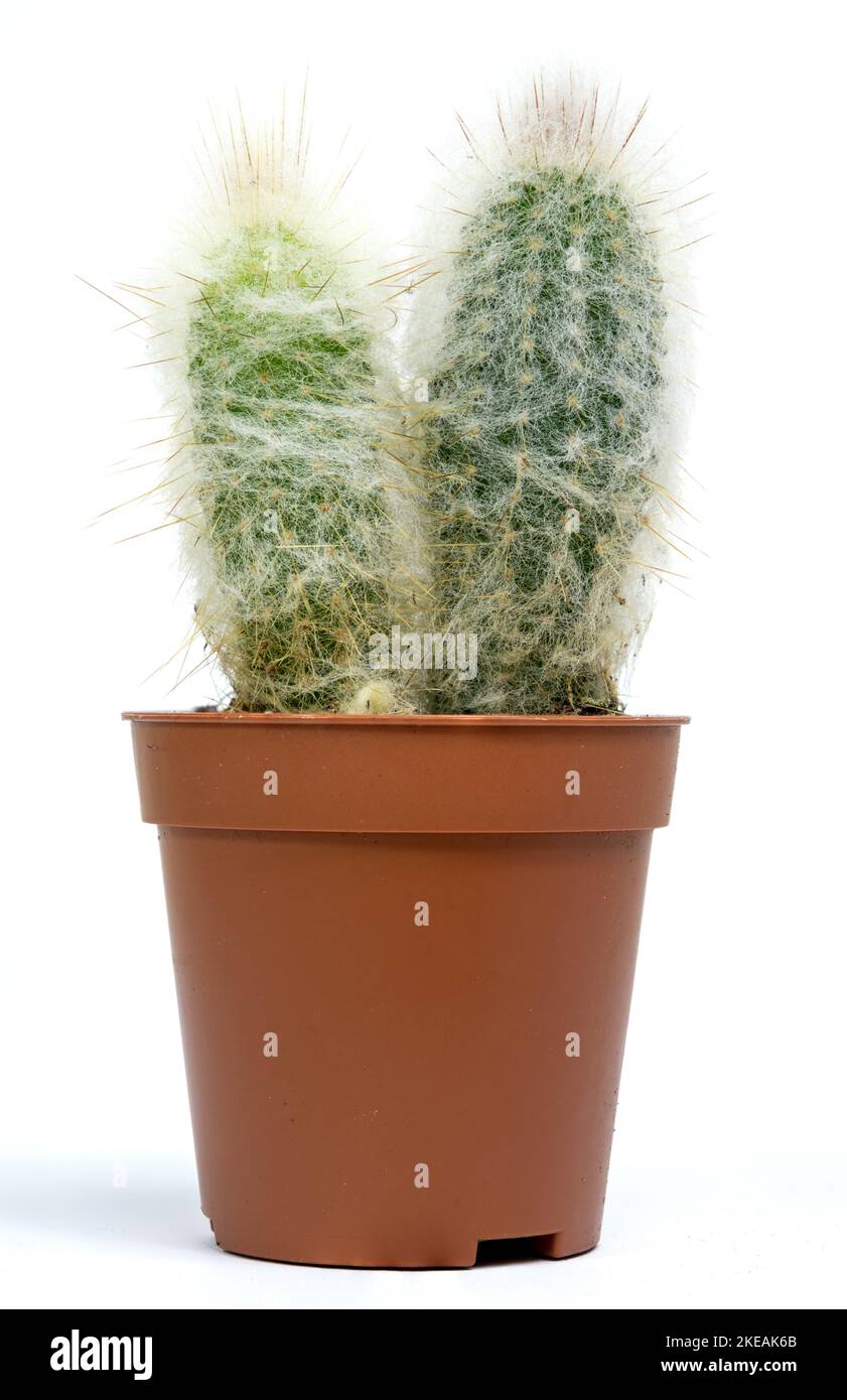 Oblong, hairy cactus in a brown pot on a white background. Cap of the ...
