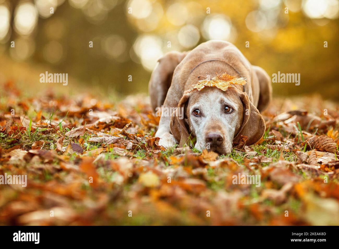Elderly magyar vizsla hi-res stock photography and images - Alamy