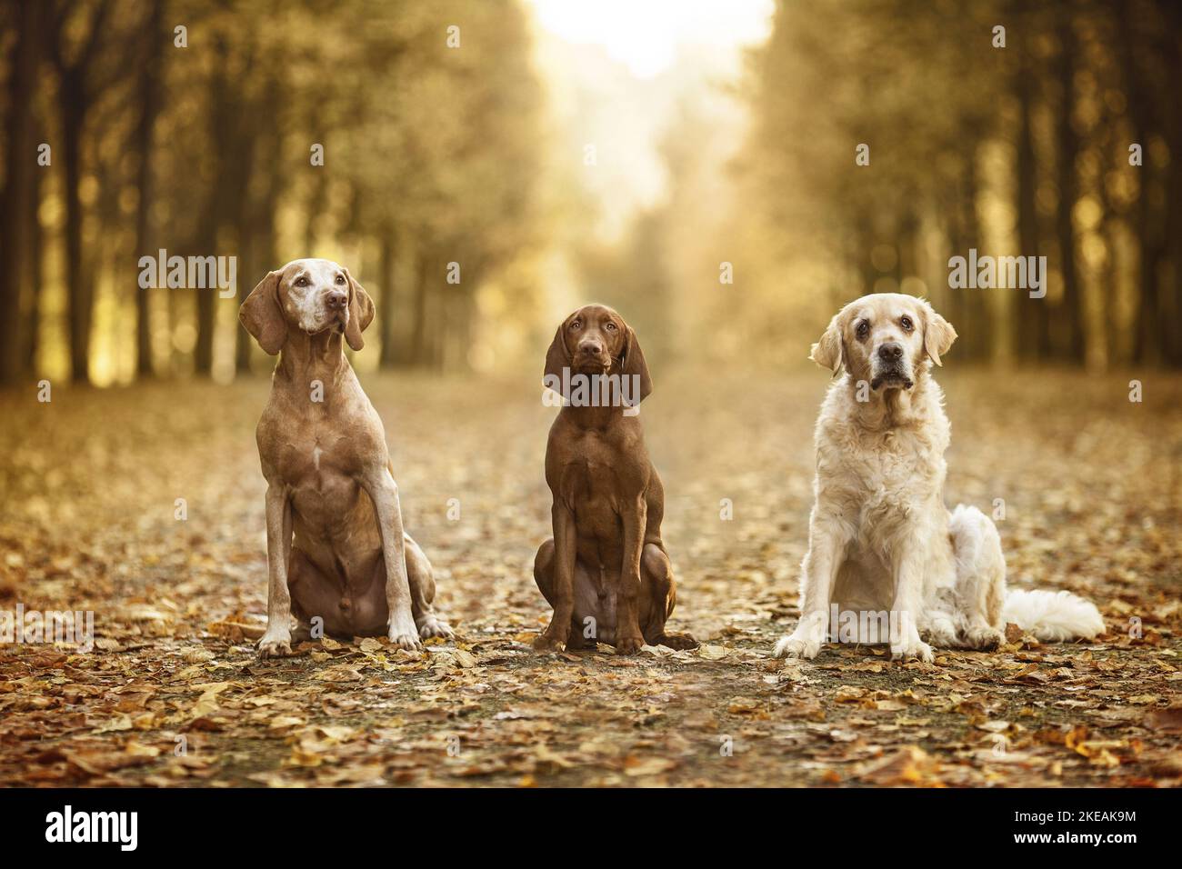 3 golden retrievers hi-res stock photography and images - Alamy