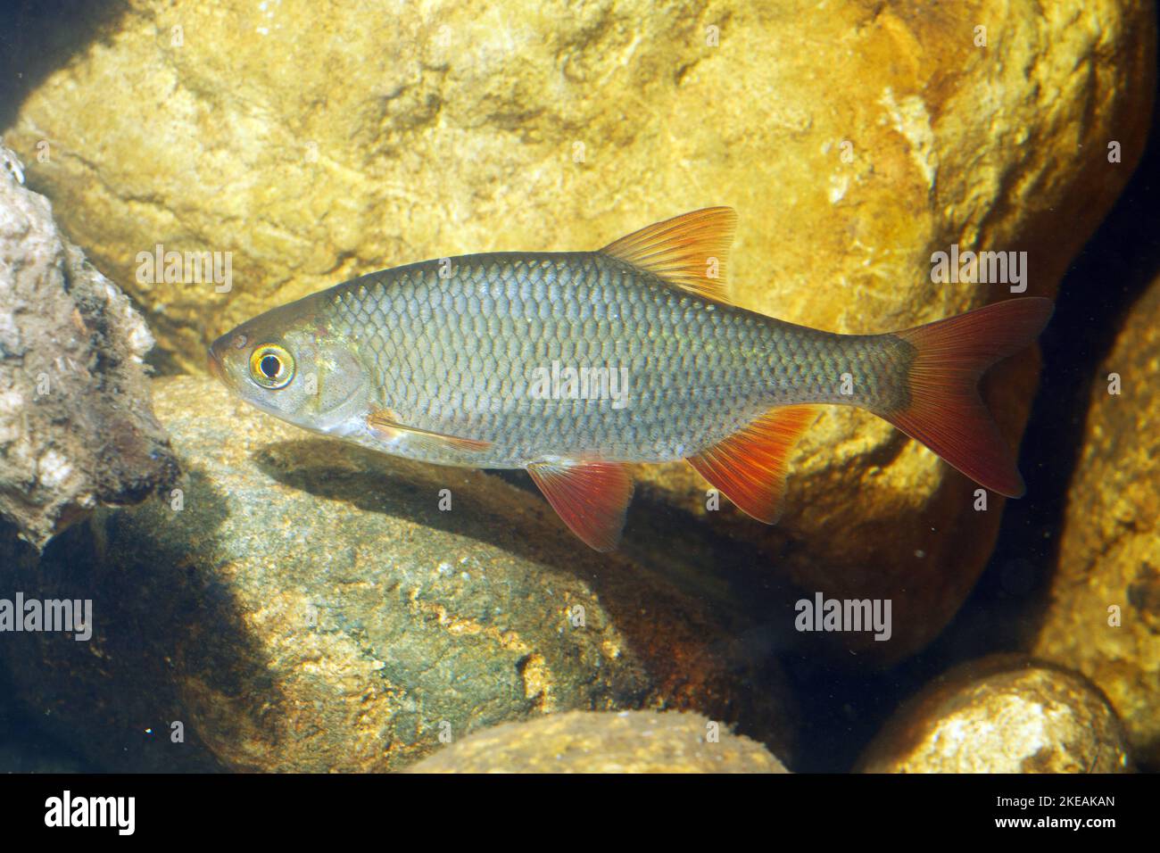 rudd (Scardinius erythrophthalmus), swimming in front of stones ...