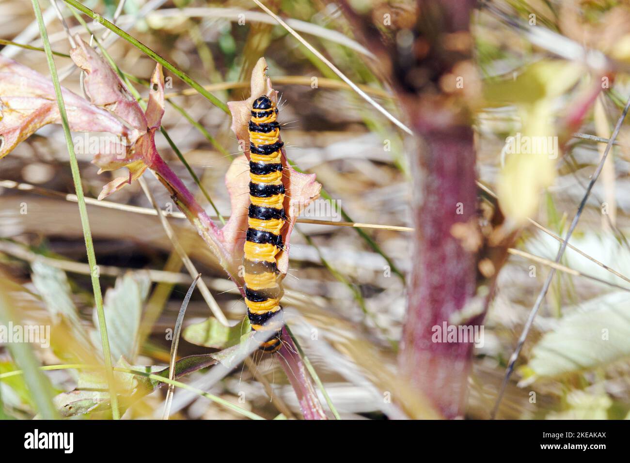 Cinnabar moth (Tyria jacobaeae, Thyria jacobaeae, Hipocrita jacobaeae ...