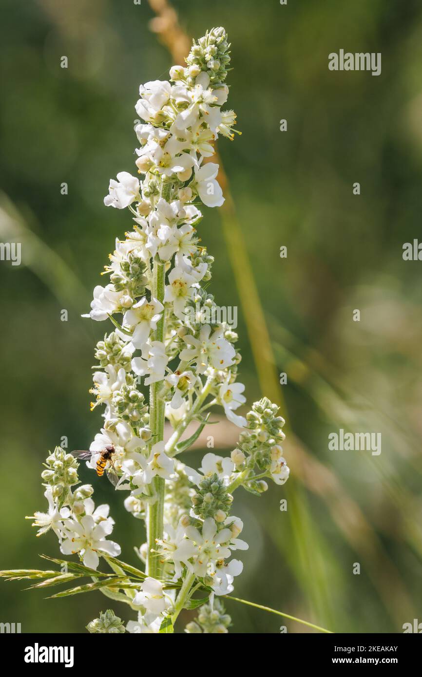 White mullein, Dark mullein (Verbascum lychnitis), inflorescence ...