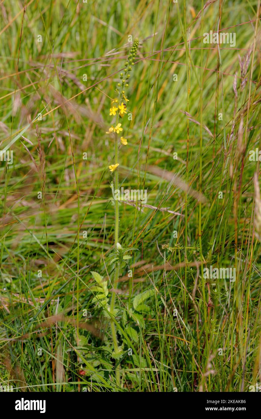 common agrimony, European groovebur (Agrimonia eupatoria), blooming ...