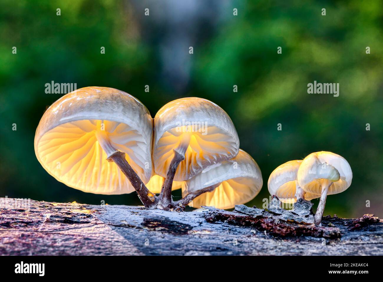 porcelain fungus (Oudemansiella mucida, Mucidula mucida), fruiting body ...