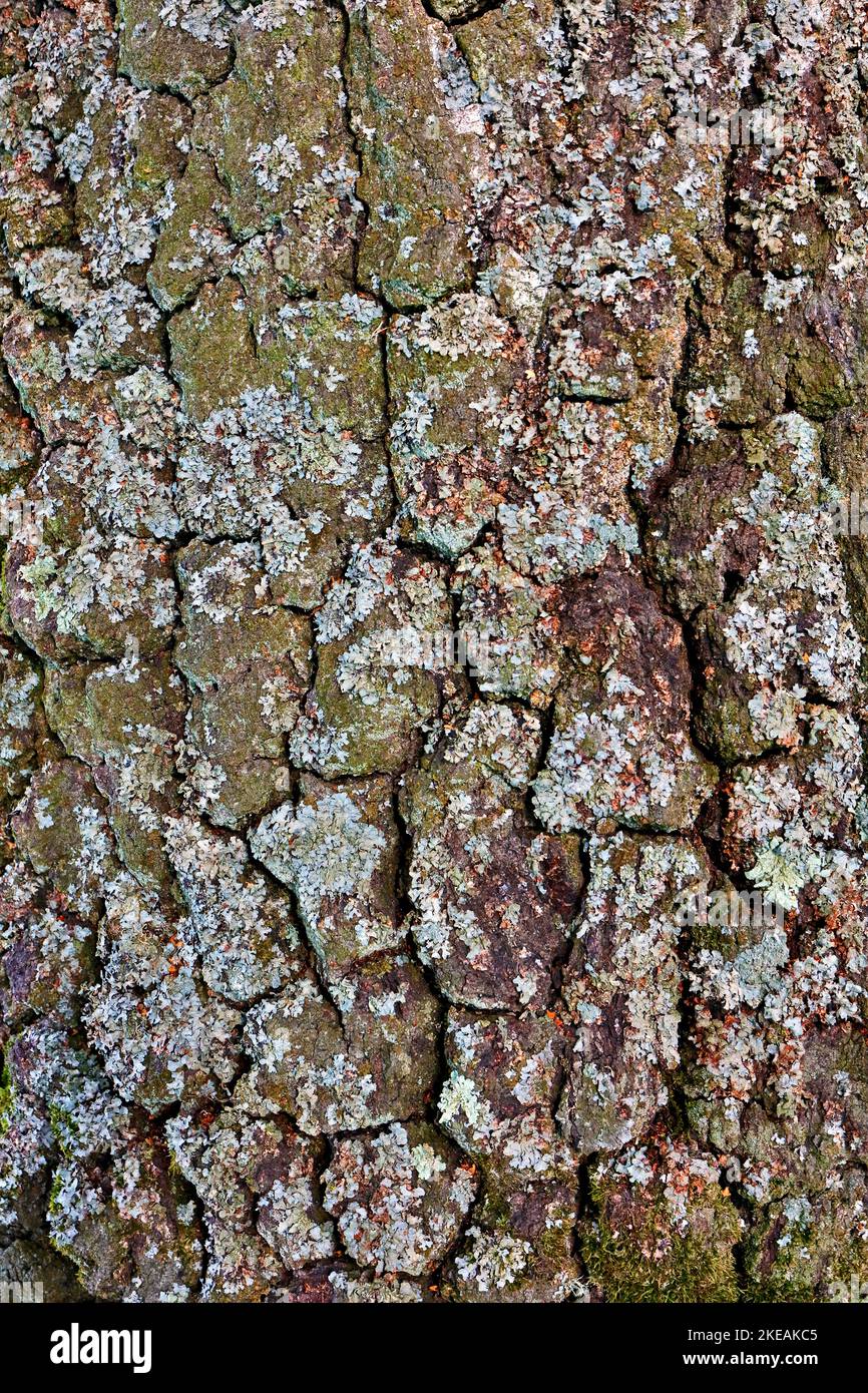 common birch, silver birch, European white birch, white birch (Betula ...