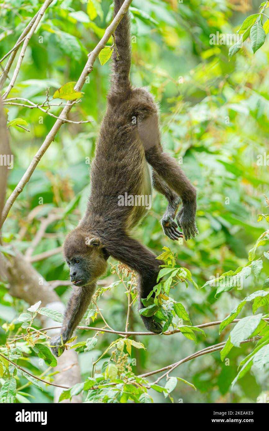 Monkey hanging by tail hi-res stock photography and images - Alamy