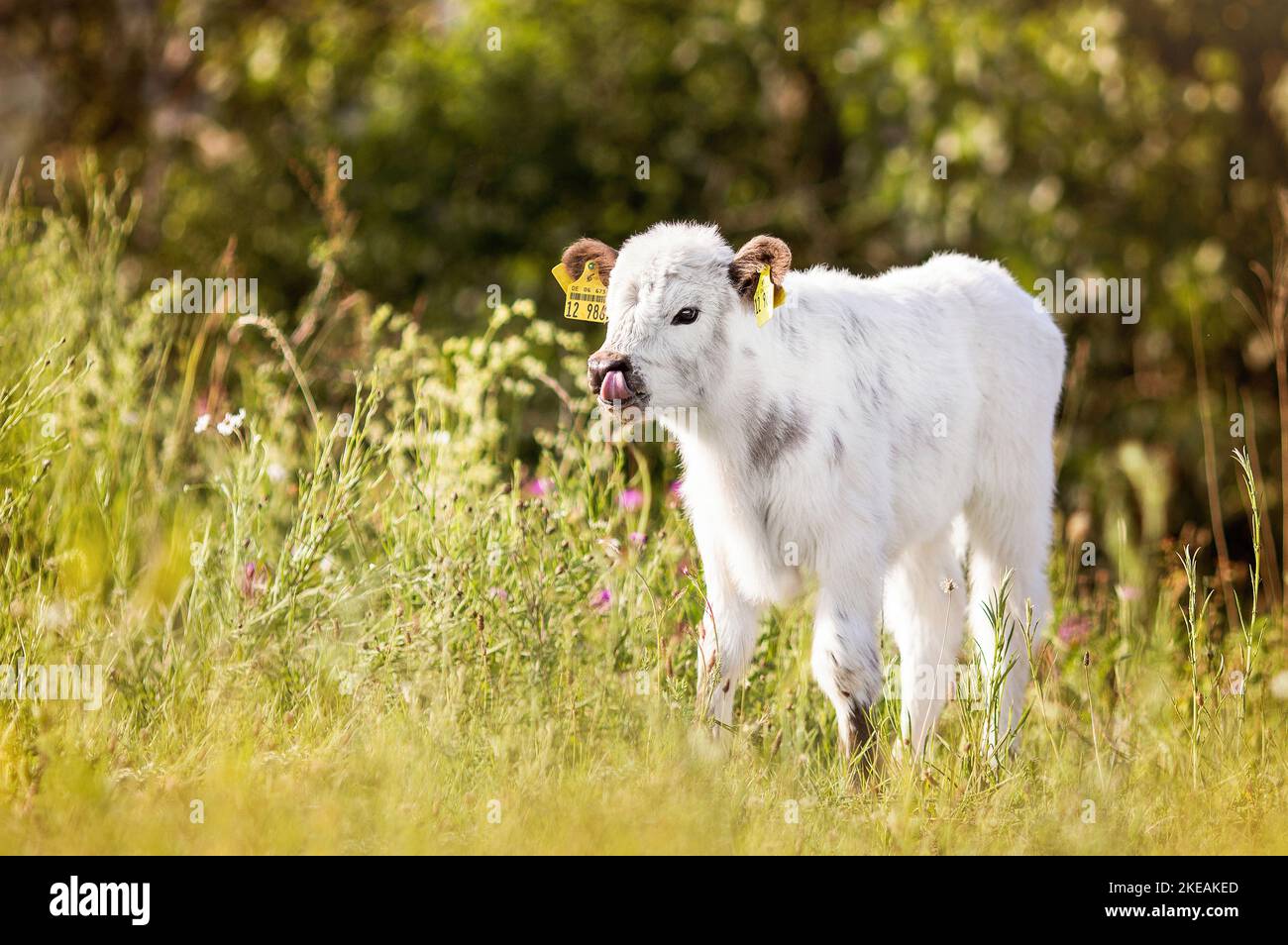 Galloway's view hi-res stock photography and images - Alamy