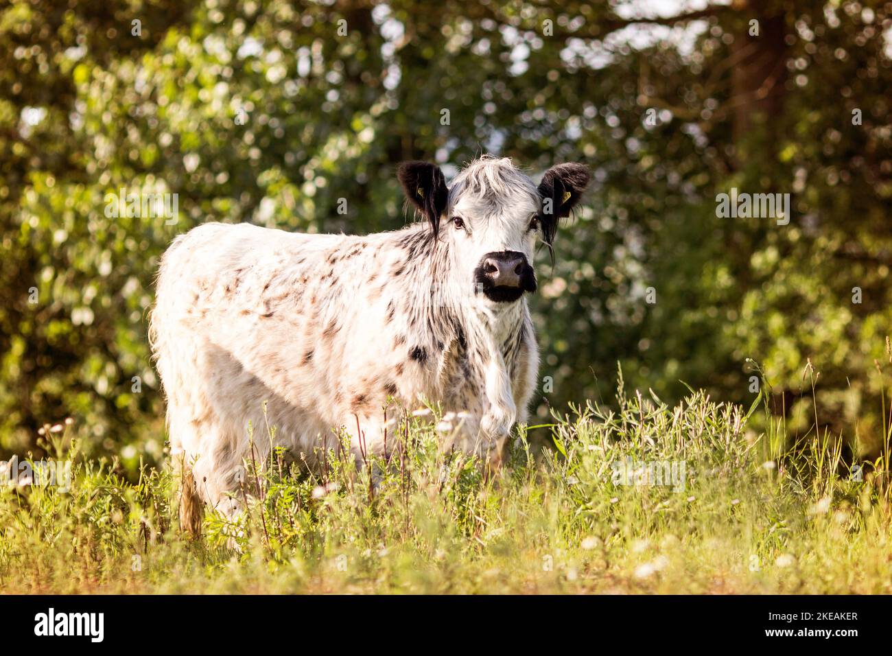 Galloway's view hi-res stock photography and images - Alamy