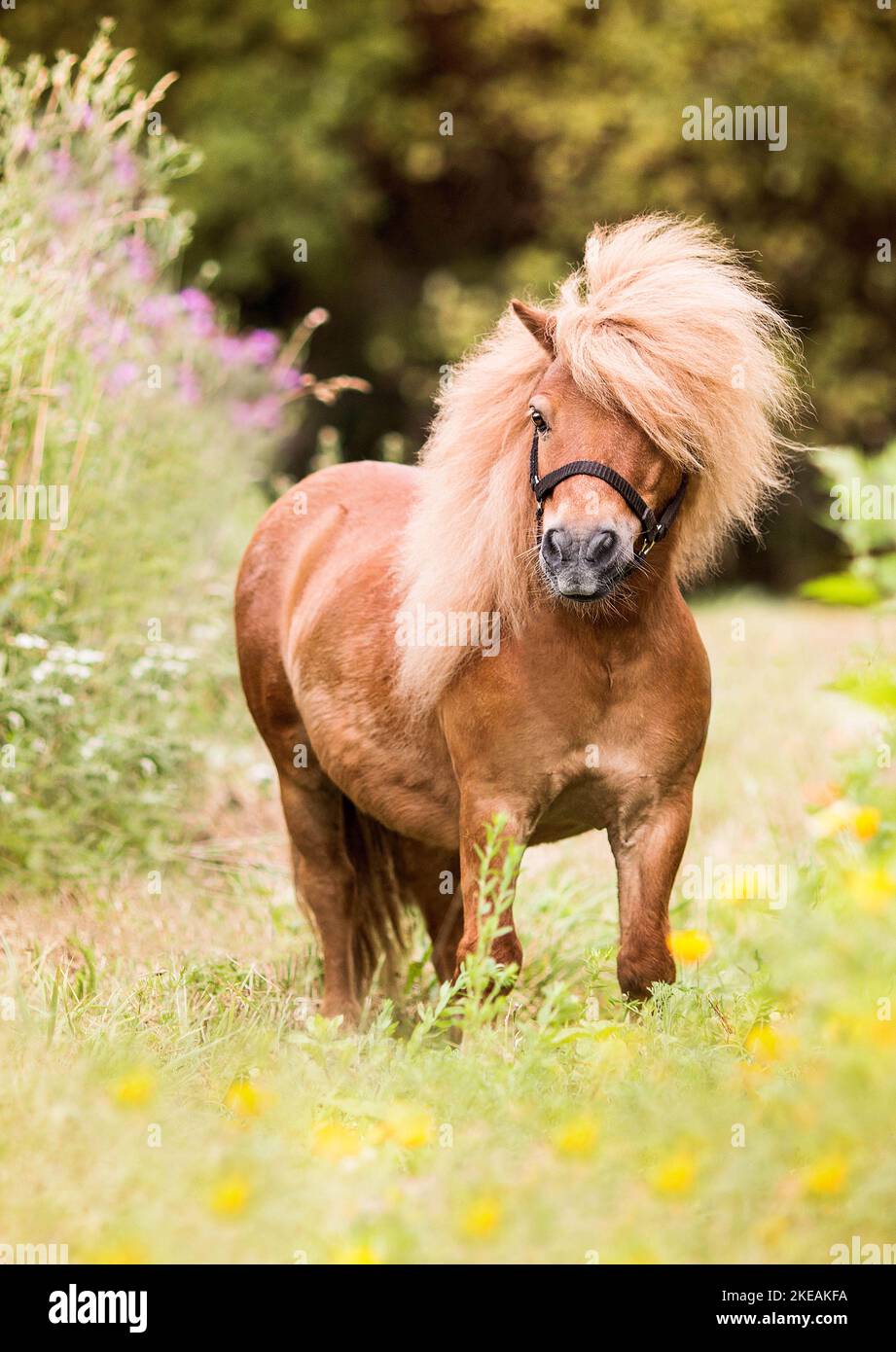 Pony shetland flowers hi-res stock photography and images - Alamy
