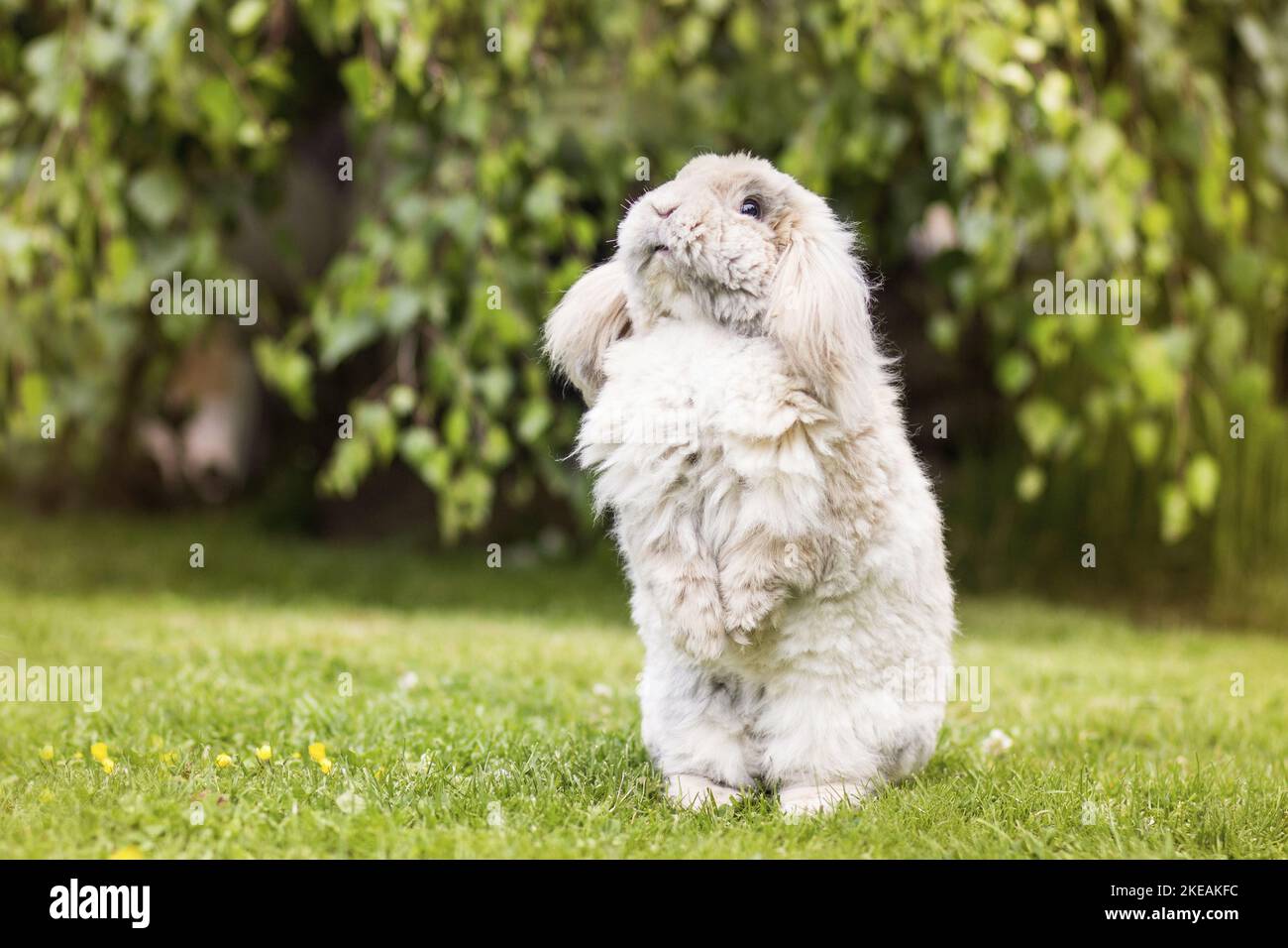 Teddy floppy-eared rabbit Stock Photo - Alamy