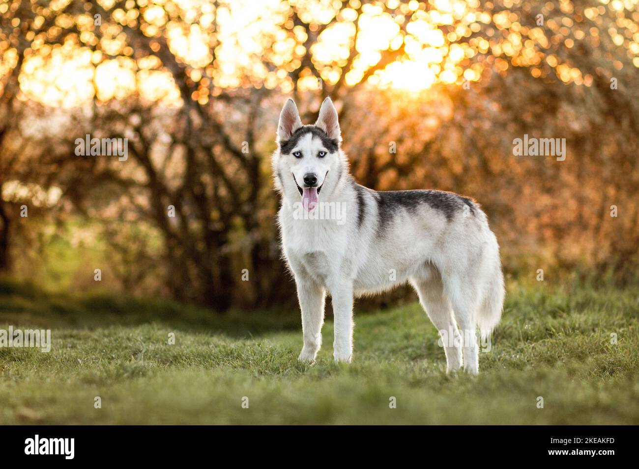 Siberian husky sunset siberian husky hi-res stock photography and ...