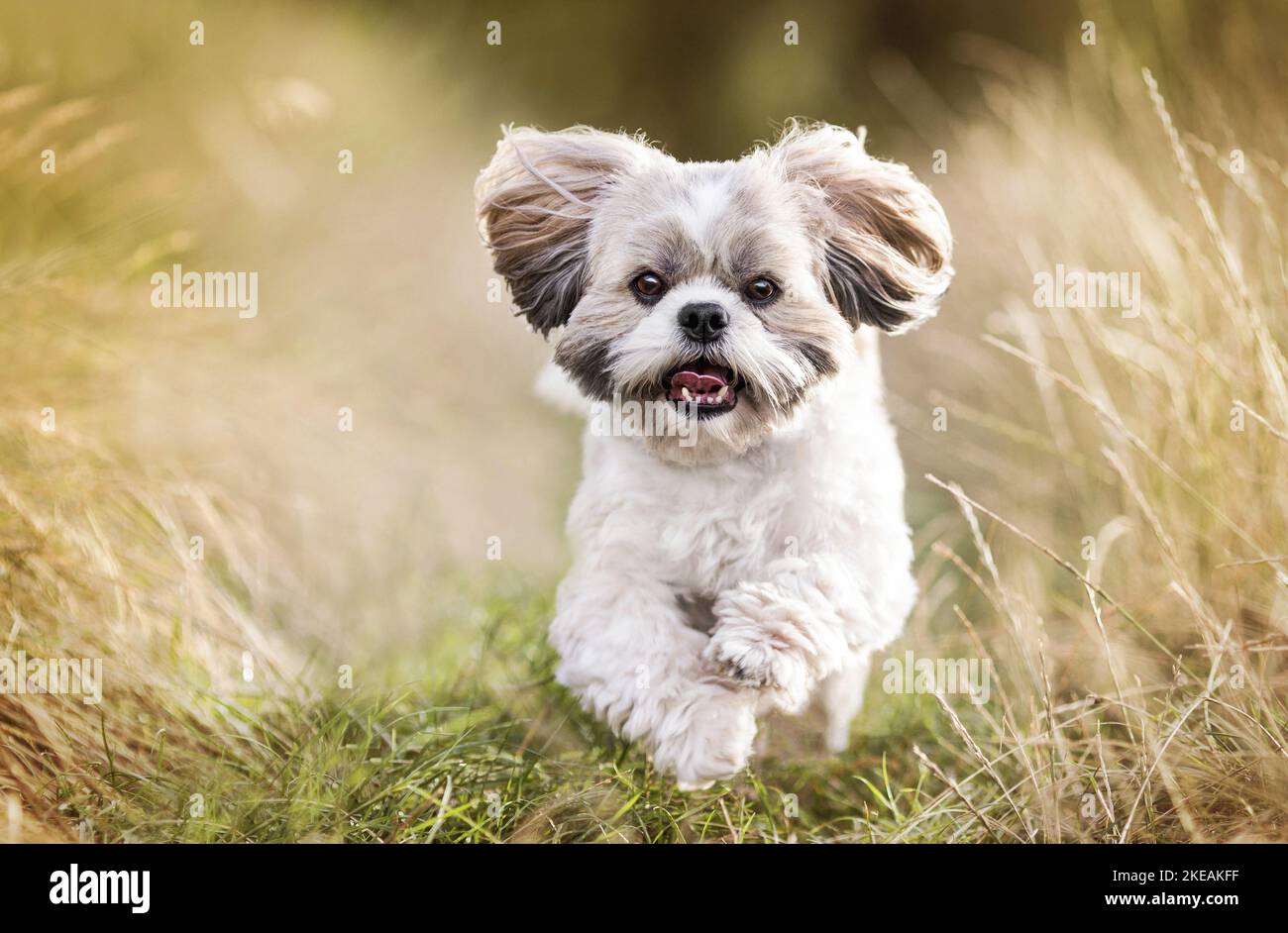 running Shih Tzu Stock Photo - Alamy