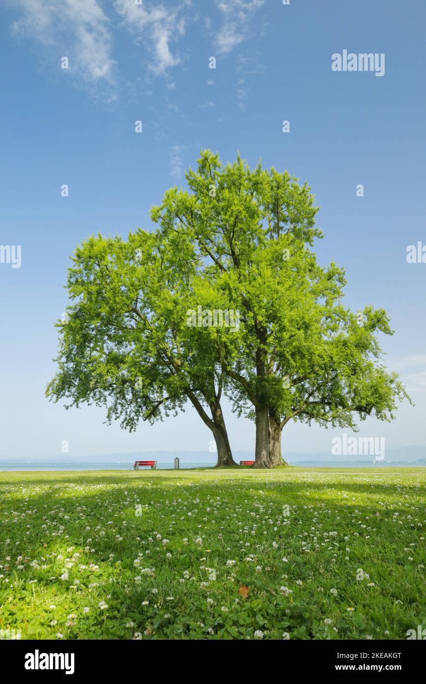 Birds eye maples hi-res stock photography and images - Alamy