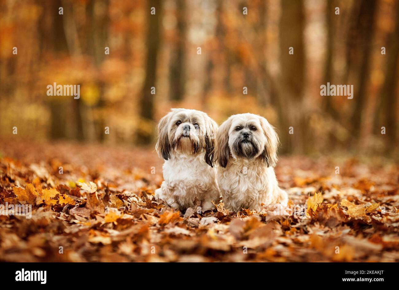 2 Shih Tzu Stock Photo - Alamy