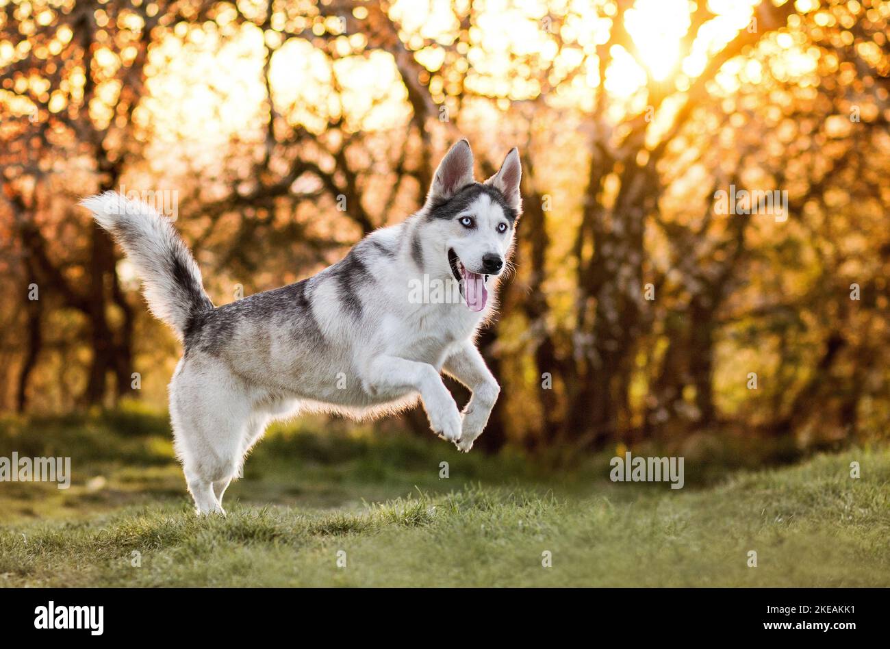 running Siberian Husky Stock Photo - Alamy