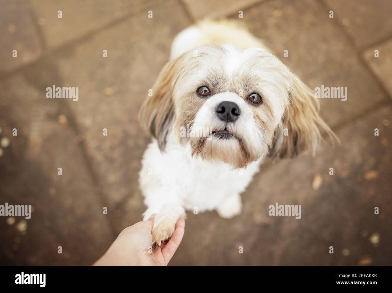 Shih Tzu gives paw Stock Photo - Alamy