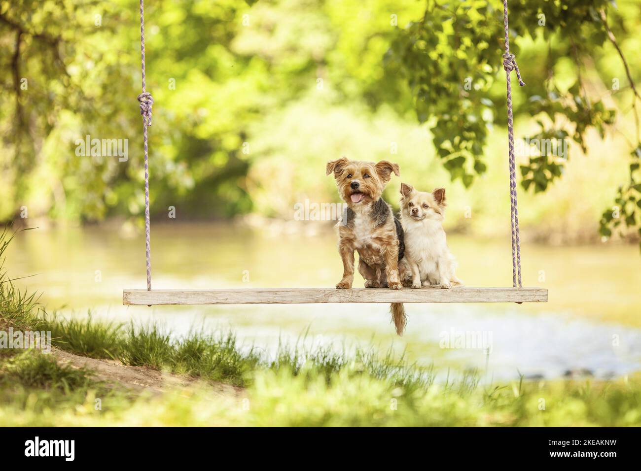 Swing dogs hi-res stock photography and images - Alamy
