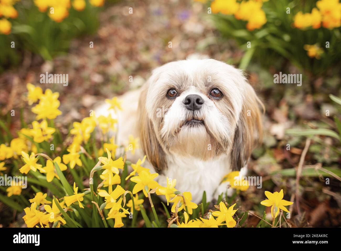 Side view shih tzu sitting hi-res stock photography and images - Alamy