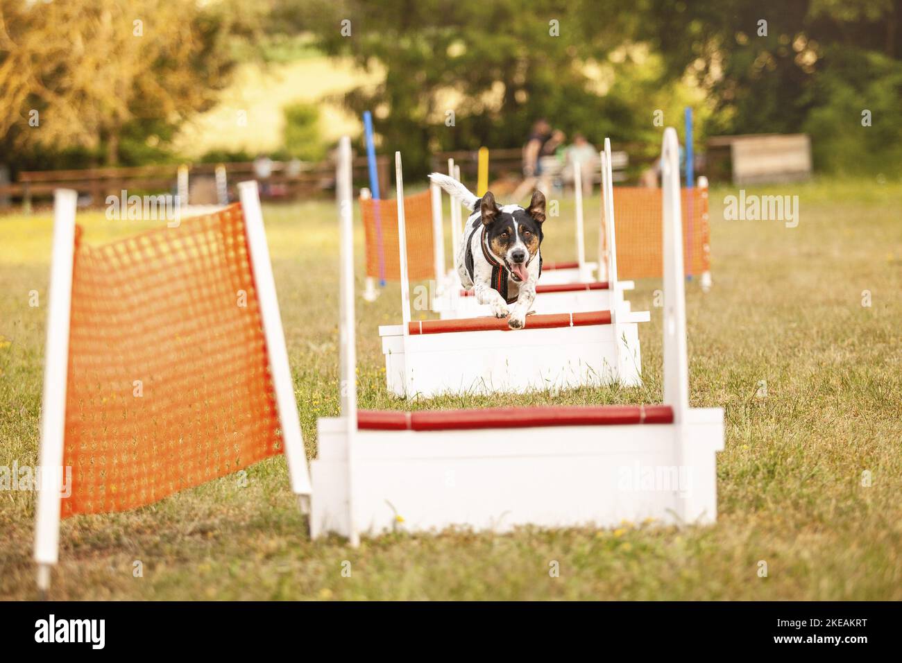 Flyball dog hi-res stock photography and images - Alamy