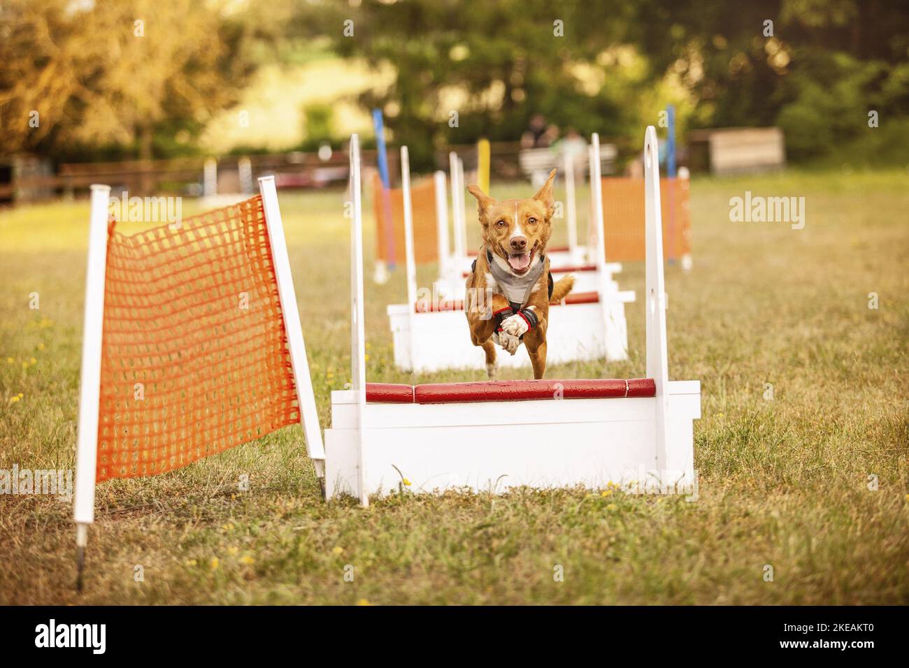 Flyball dog hi-res stock photography and images - Alamy