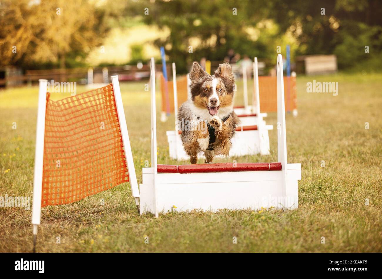 Flyball dog hi-res stock photography and images - Alamy