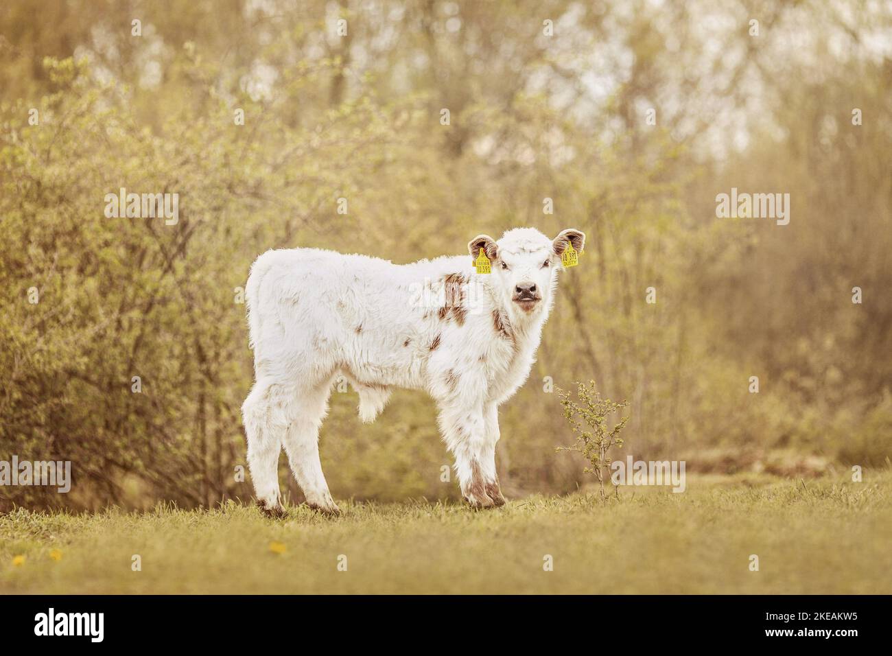 Red galloway cattle hi-res stock photography and images - Alamy