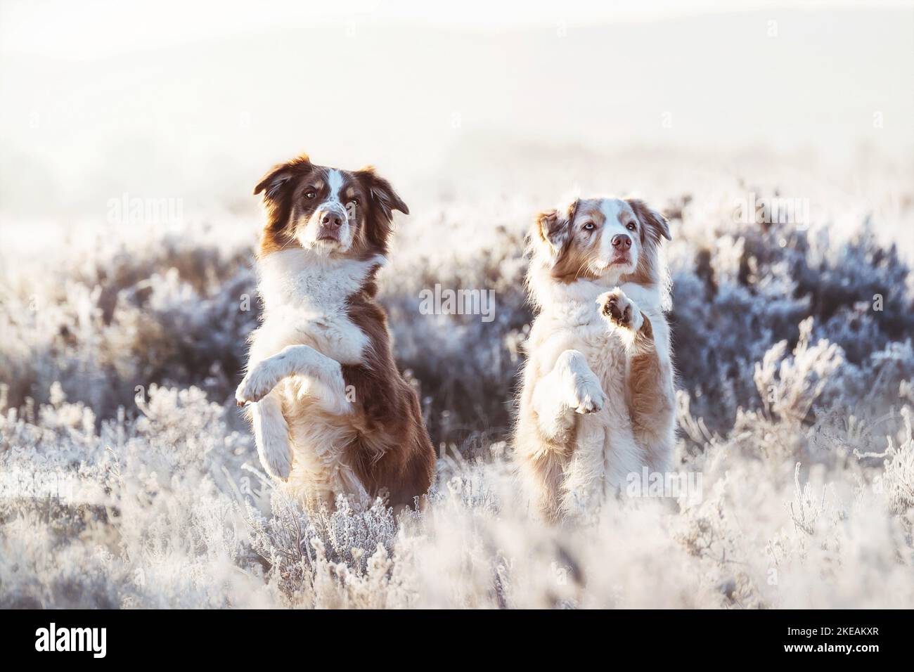 2 Australian Shepherds Stock Photo - Alamy