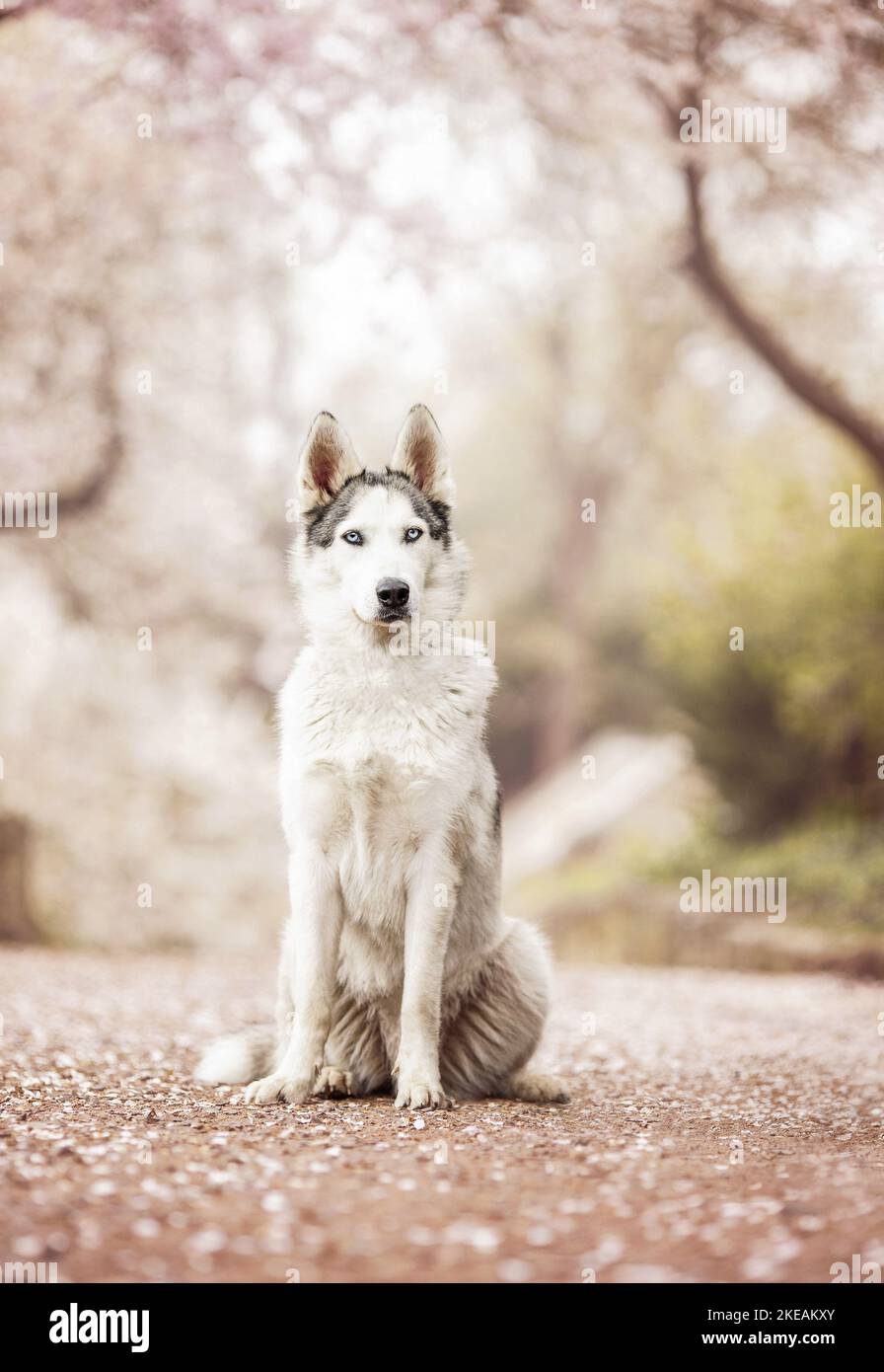 sitting Siberian Husky Stock Photo - Alamy