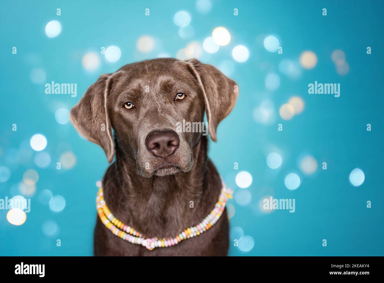 Labrador Retriever Portrait Stock Photo - Alamy