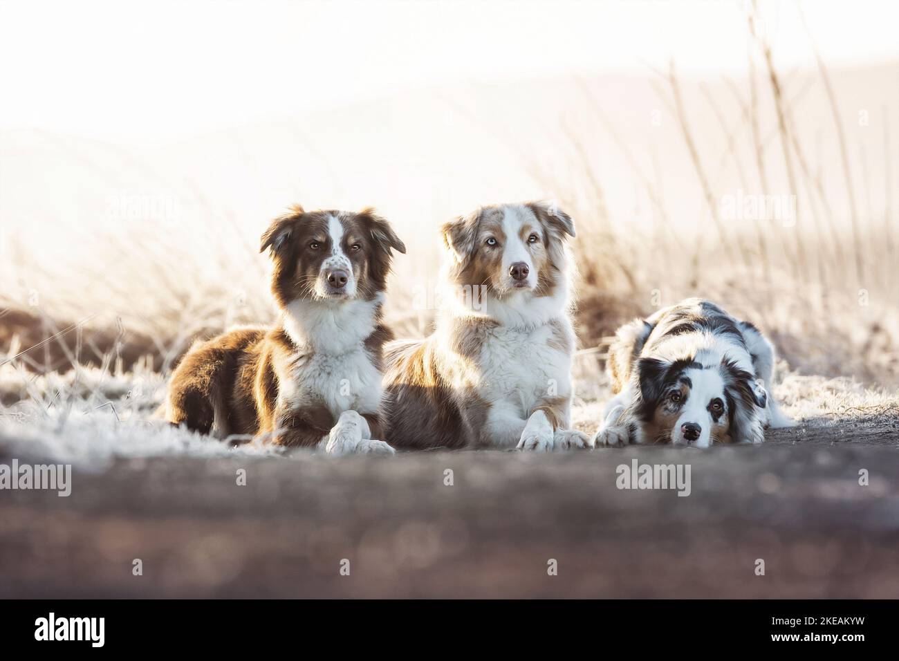 3 Australian Shepherds Stock Photo - Alamy