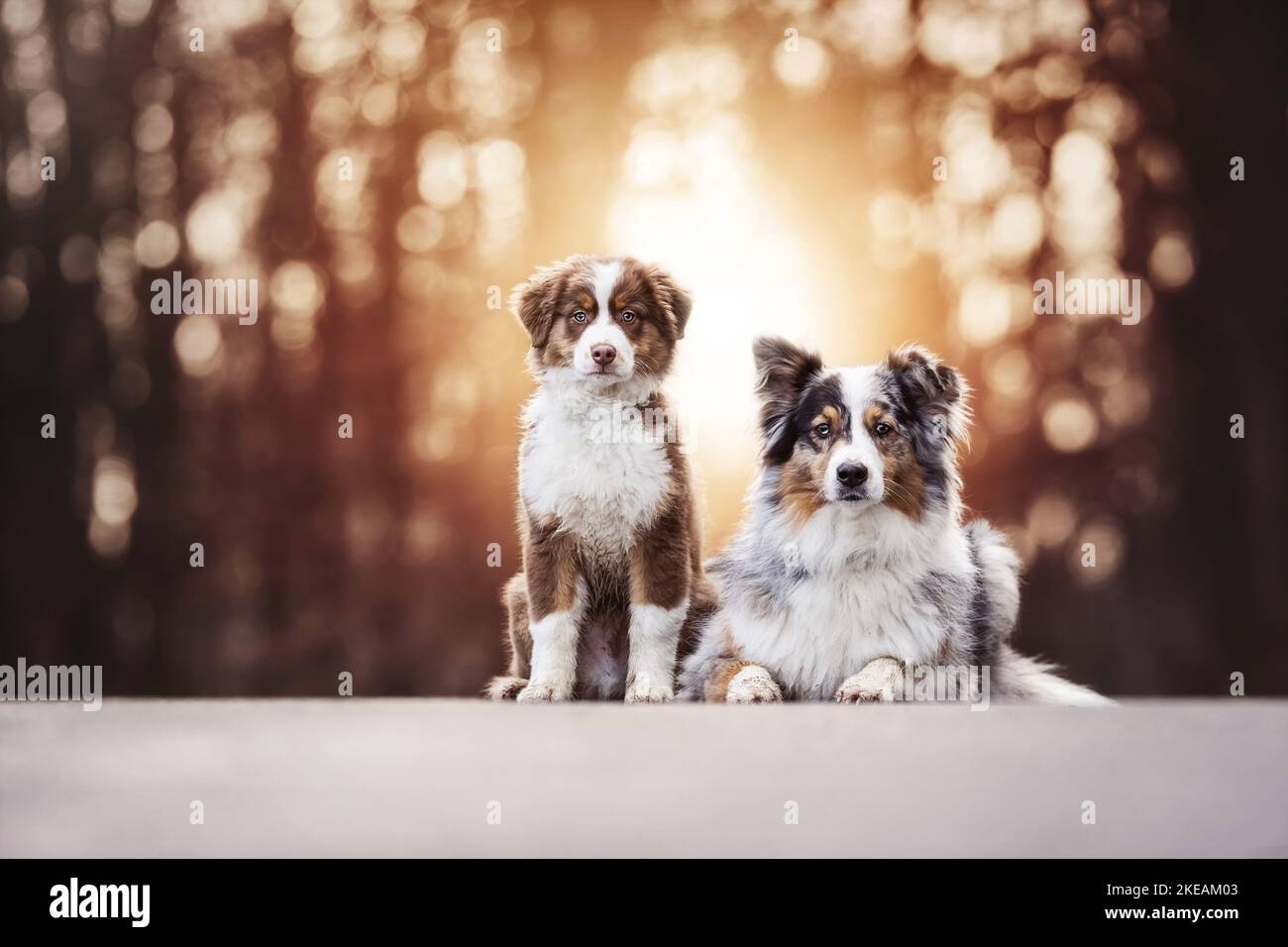 2 Australian Shepherds Stock Photo - Alamy