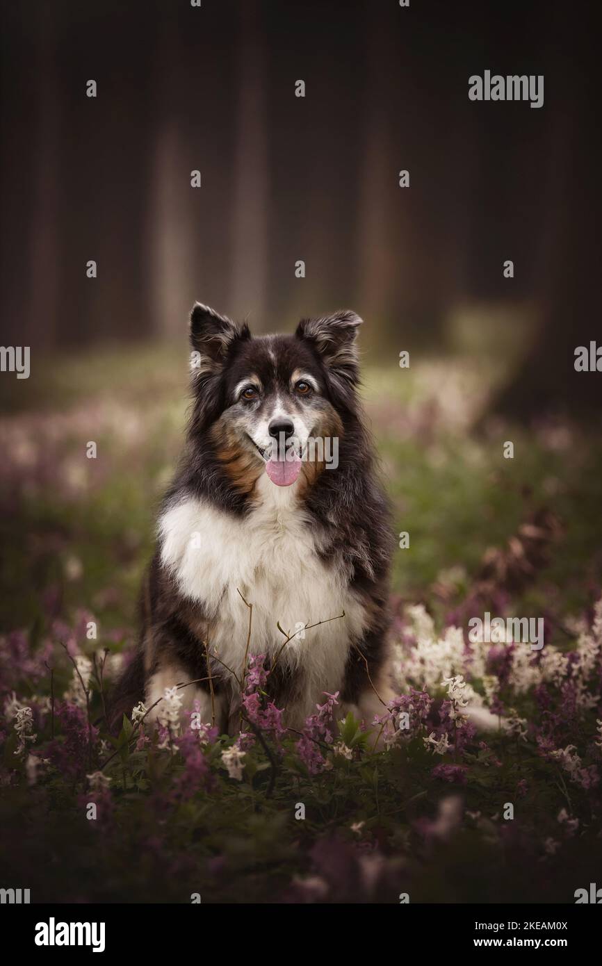 old Australian Shepherd Stock Photo - Alamy