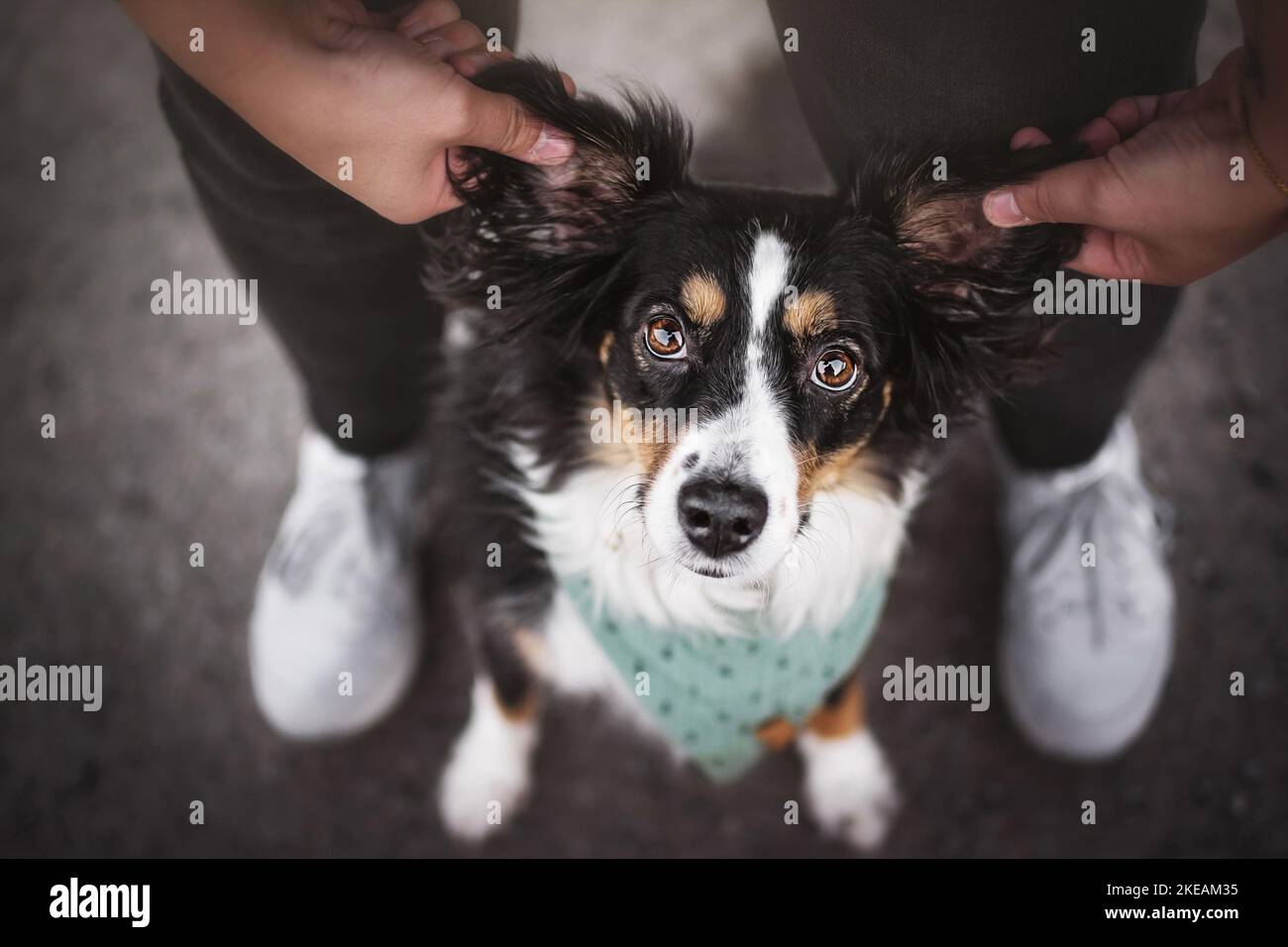 human and Miniatur Australian Shepherd Stock Photo - Alamy