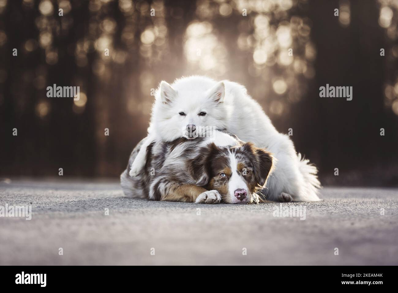 Two dogs snuggling up hi-res stock photography and images - Alamy