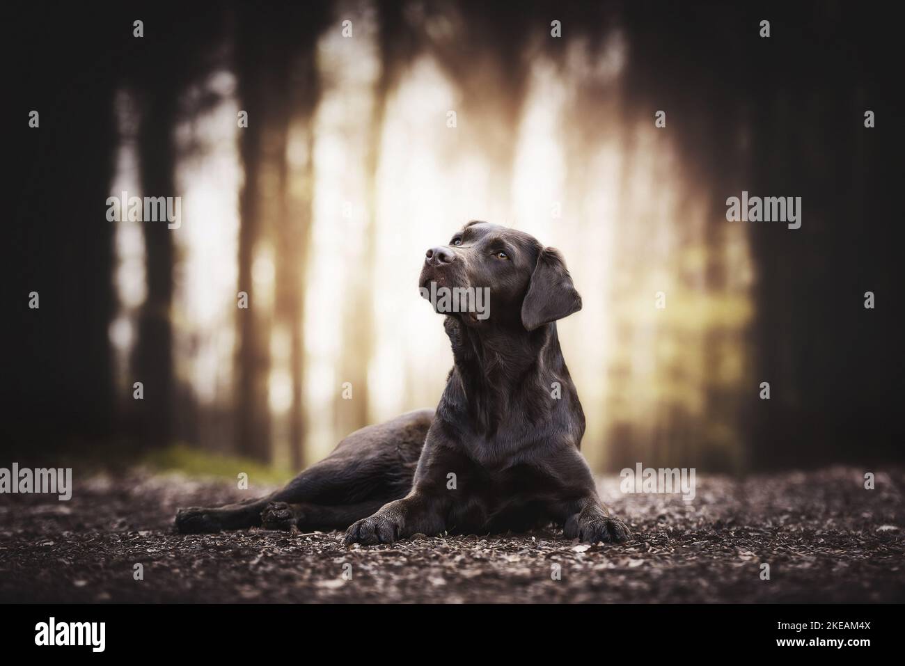 young Labrador Retriever Stock Photo - Alamy
