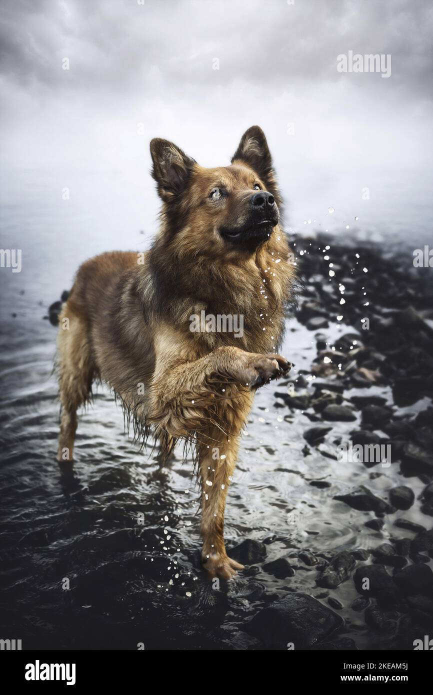 standing Harz Fox Stock Photo - Alamy