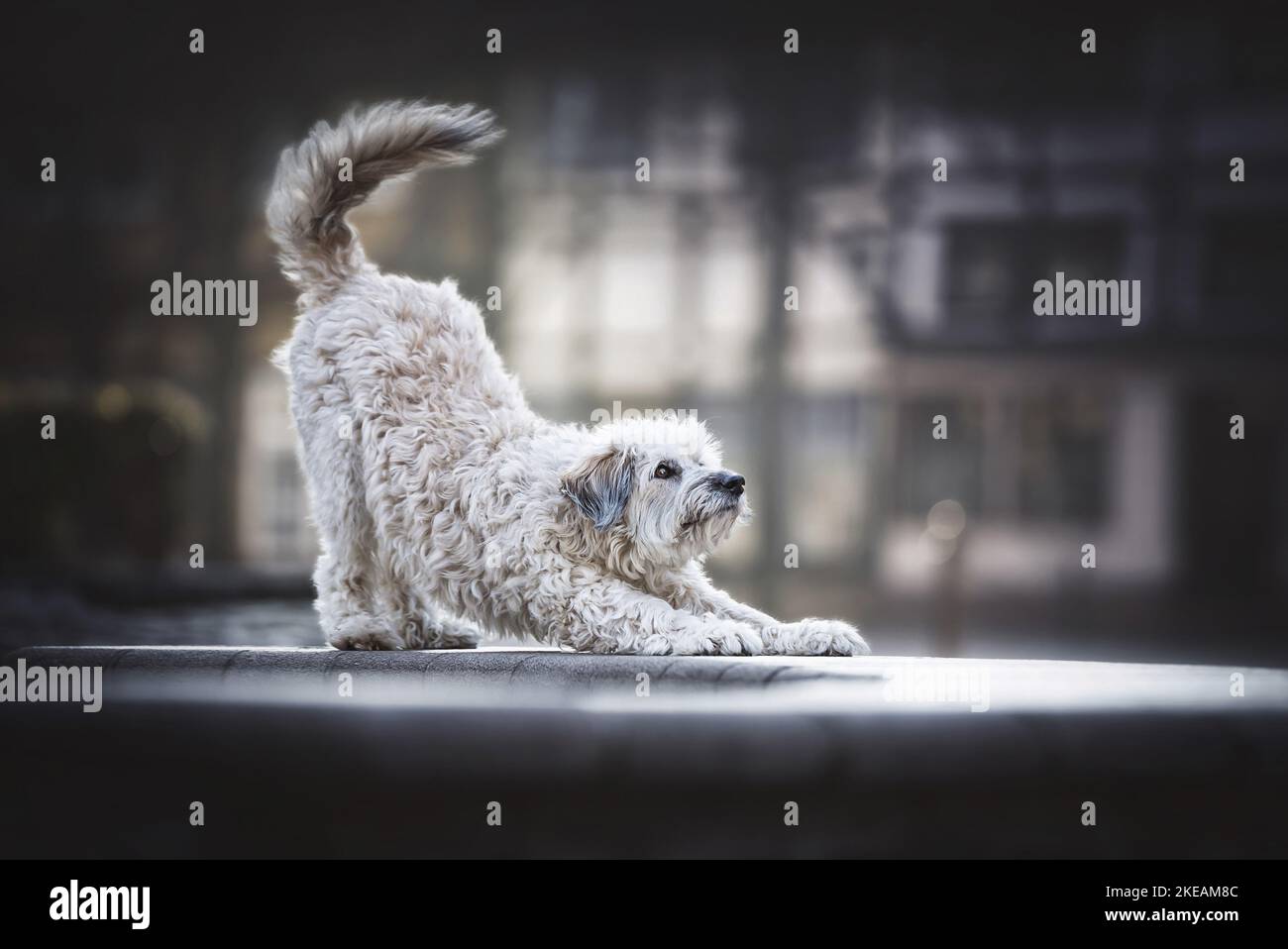 Chinese Crested Powderpuff Stock Photo - Alamy