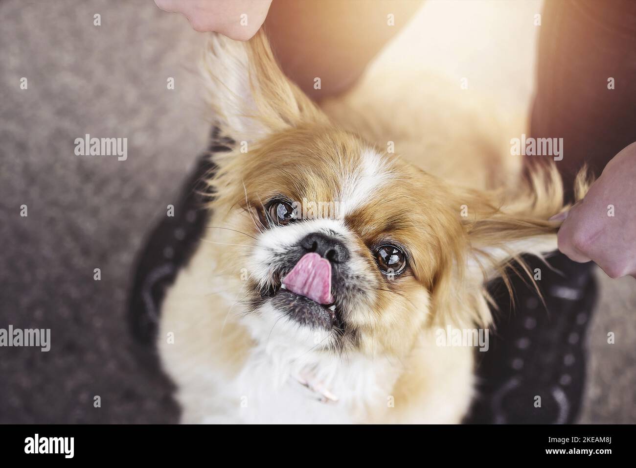 Human heads licking hi-res stock photography and images - Alamy