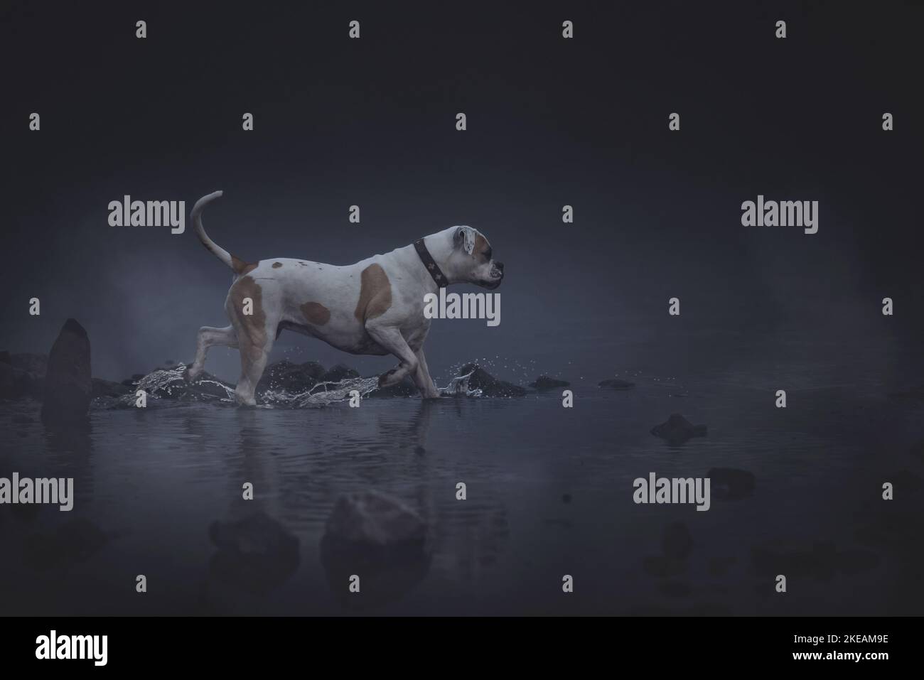 running American Bulldog Stock Photo - Alamy