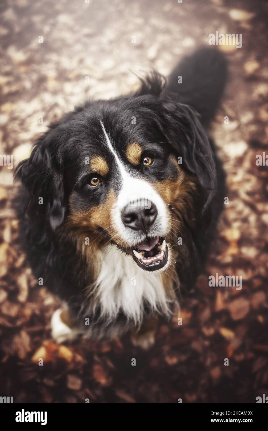 Bernese cattle dog dog looking to the camera hi-res stock photography ...