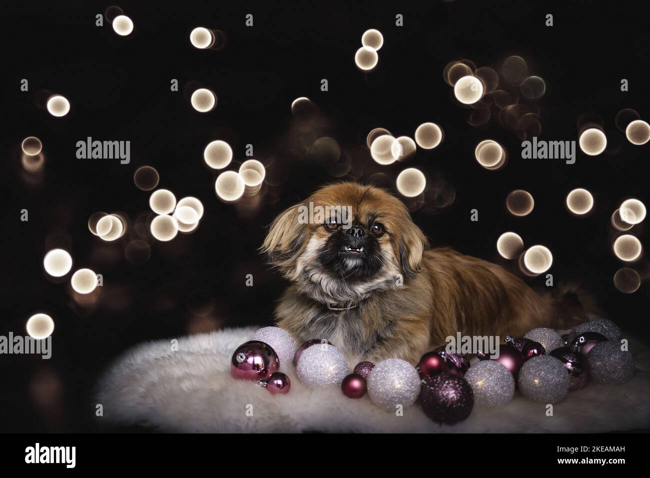 Pekingese and side view hi-res stock photography and images - Alamy