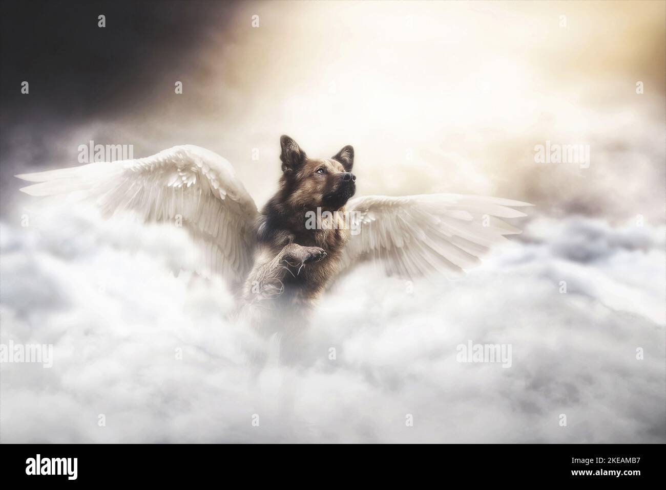 Fantasy fox hi-res stock photography and images - Alamy