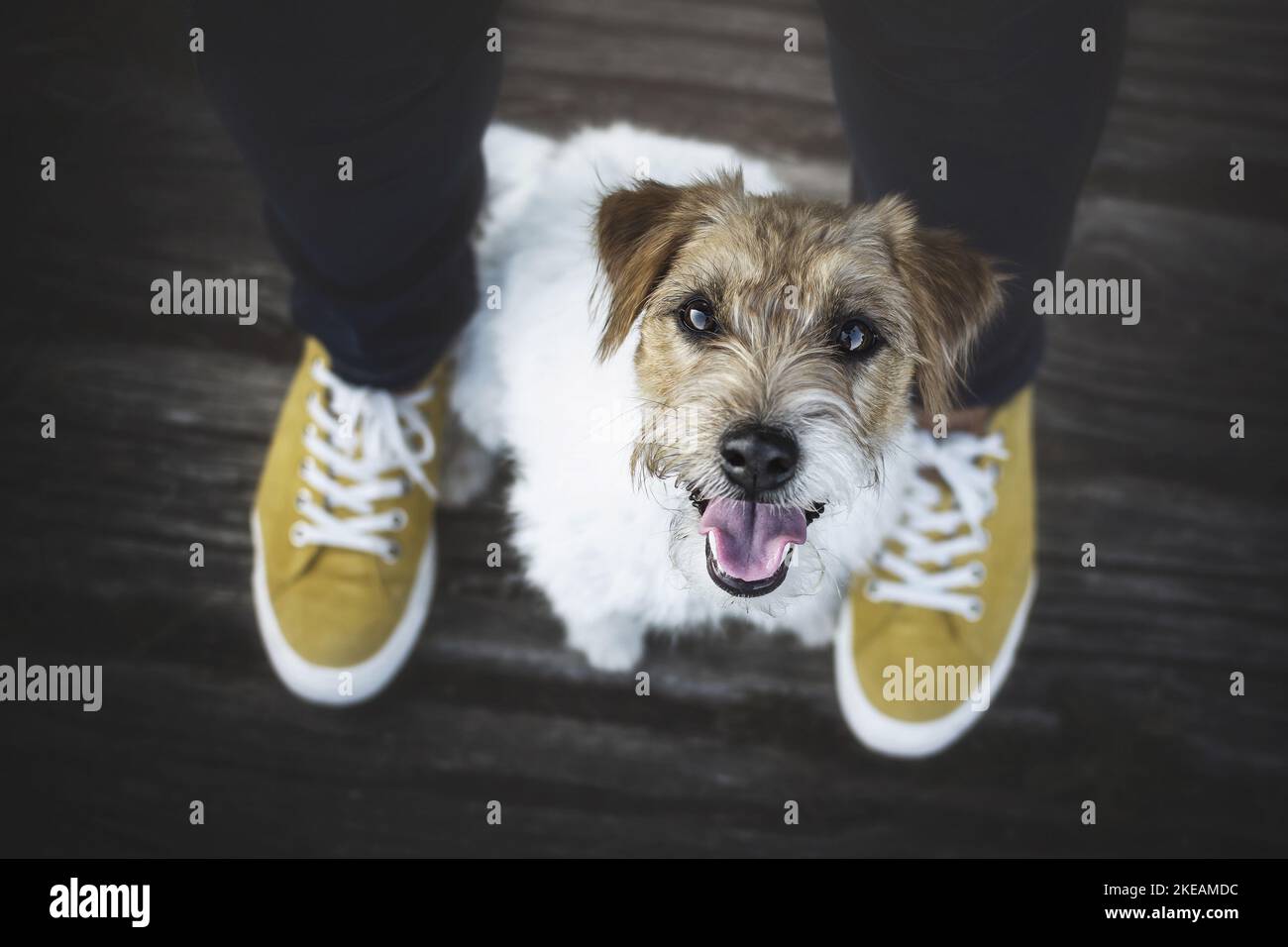 human with Terrier-Mongrel Stock Photo - Alamy