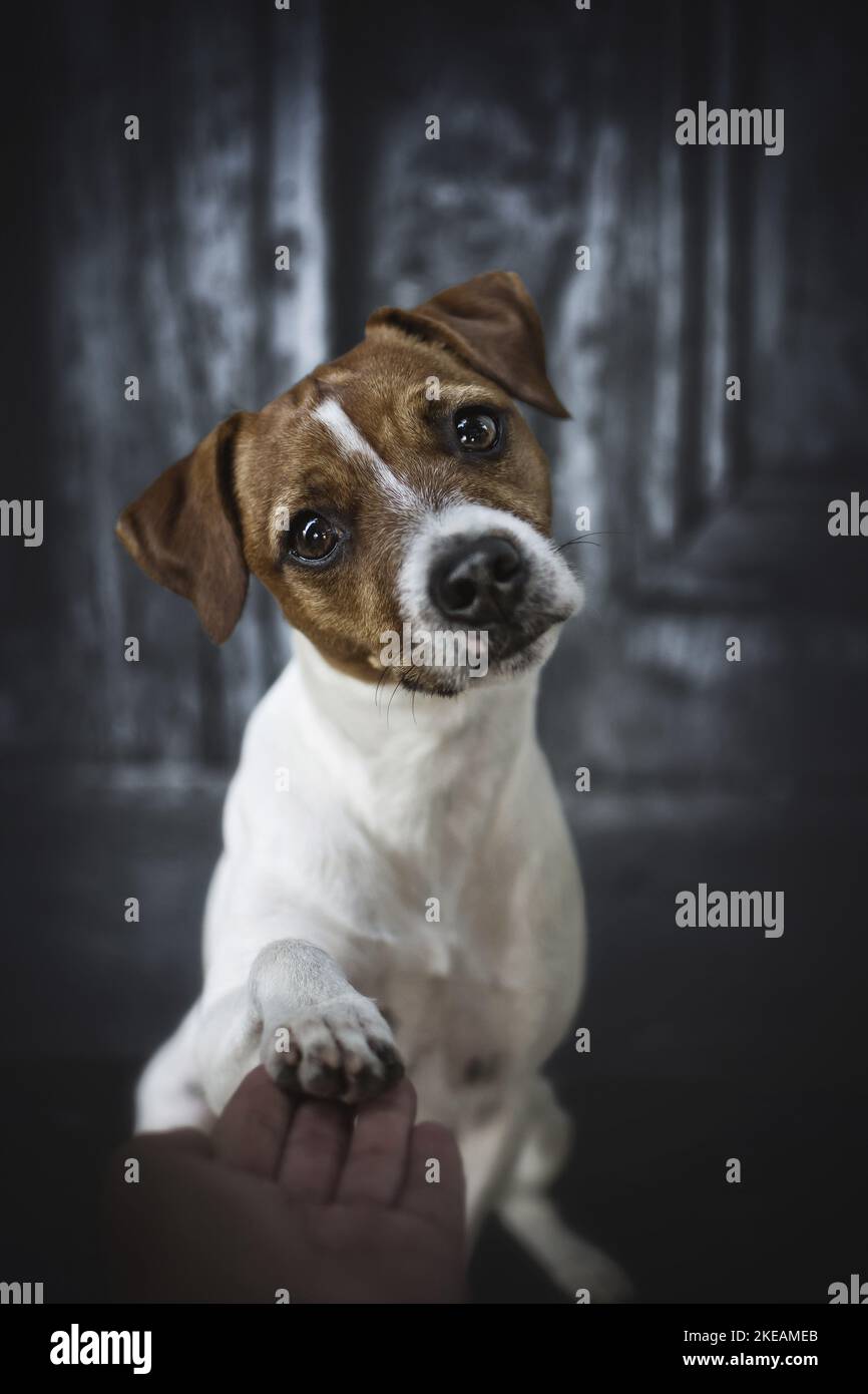 sitting Jack Russell Terrier Stock Photo - Alamy