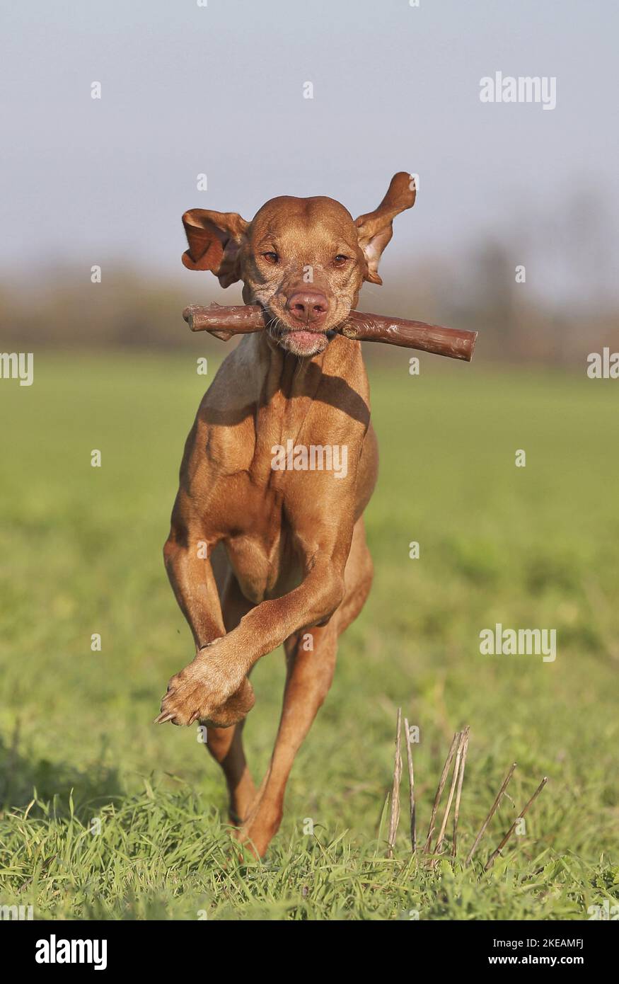 Elderly magyar vizsla hi-res stock photography and images - Alamy