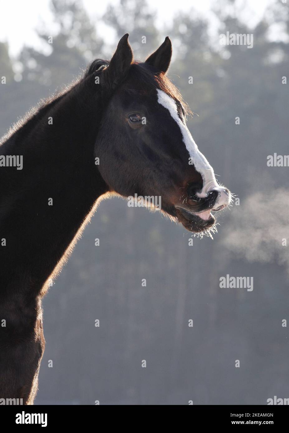 Holstein Horse portrait Stock Photo - Alamy