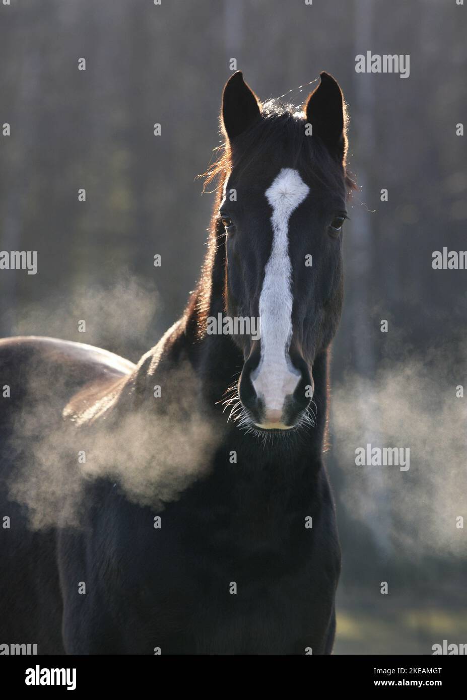 Holstein Horse portrait Stock Photo - Alamy